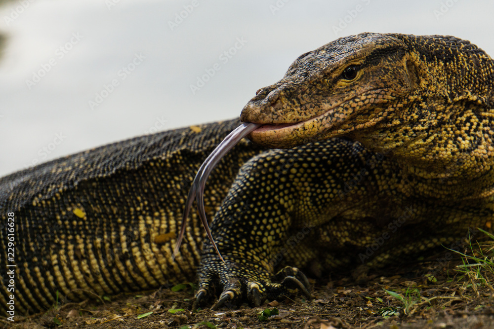 Massive Asian water monitor lizard spotted in Lumpini Park in Bangkok ...