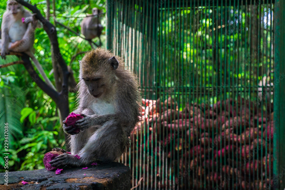 Macaque monkey eating a red dragon fruit in the monkey forest in Ubud ...
