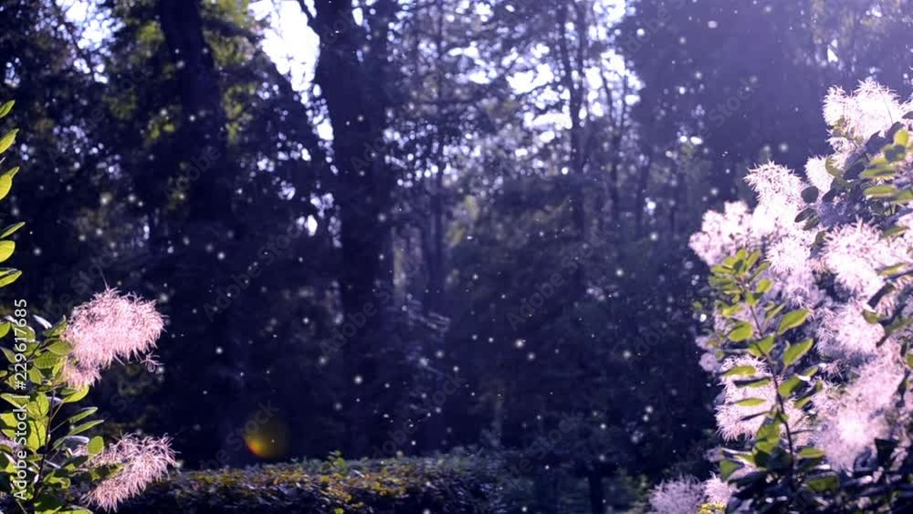 Fluffy white flowers of plant glow in sun against background of dark ...