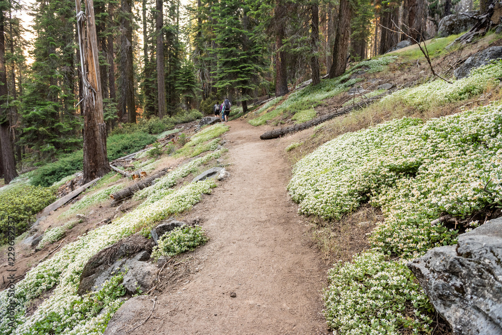 Sunset Rock trail in Sequoia National Park, California Stock Photo ...