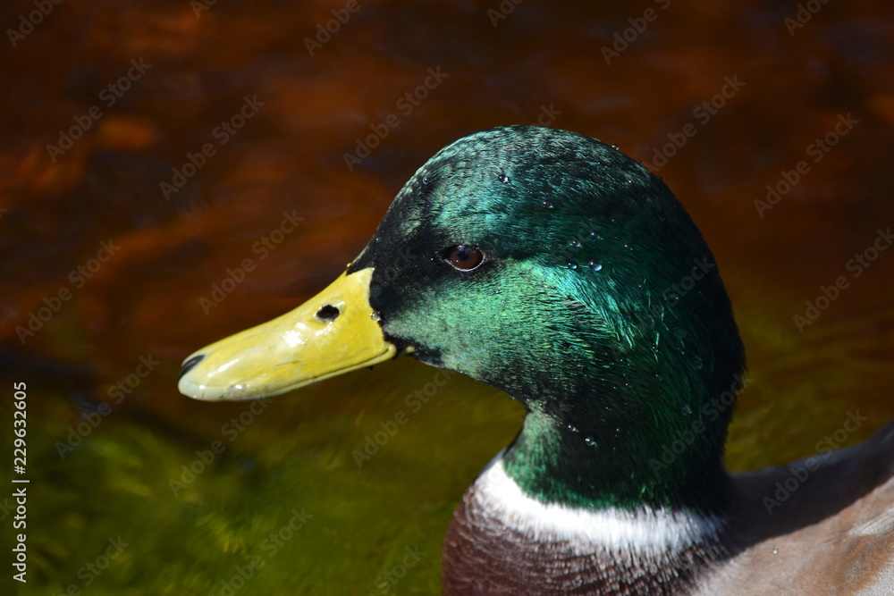 Side profile of a duck Stock Photo | Adobe Stock