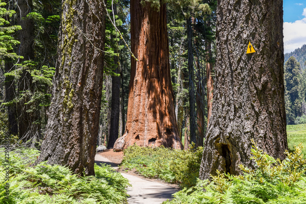 Path of Crescent Meadow Loop in Sequoia National Park, California Stock ...