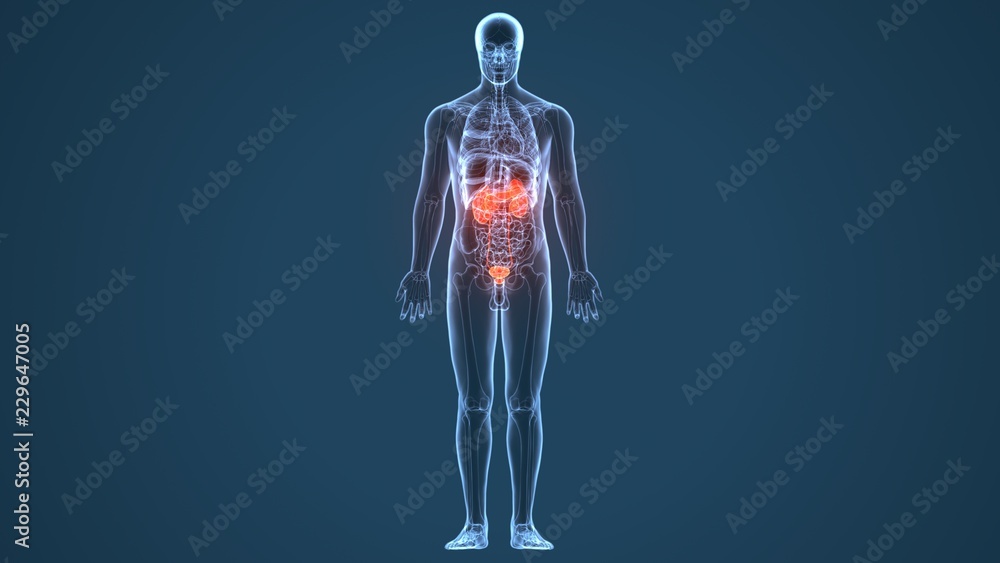 3d illustration human body kindeys of a human body part Stock ...