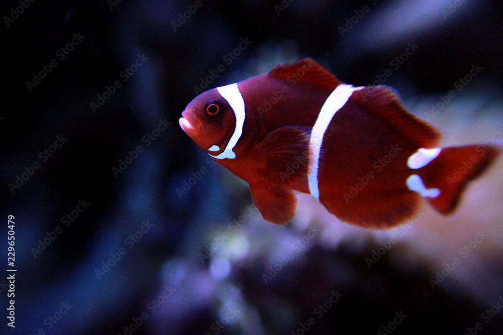 Red Maroon clownfish in isolated scene moment in saltwater reef ...