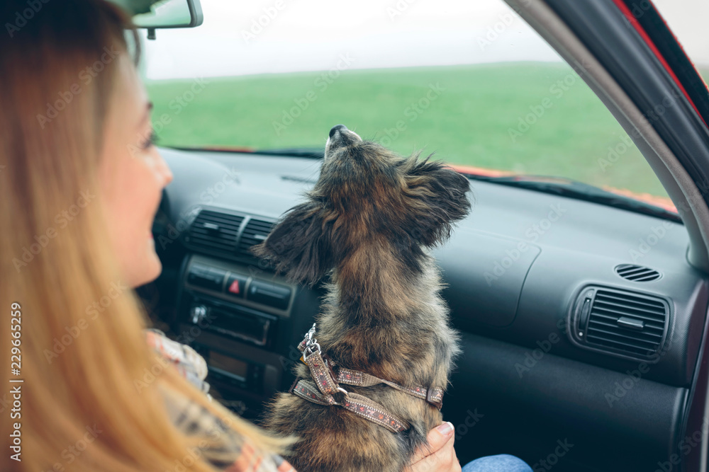 Why Do Small Dogs Like To Sit On Laps
