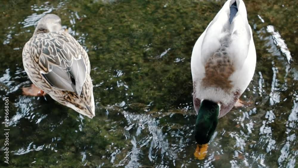Two duck drinking water at the Seiner river Stock Video | Adobe Stock