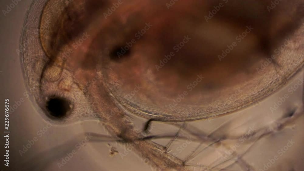 Internal anatomy of the water flea, Daphnia. Microscopic features such ...