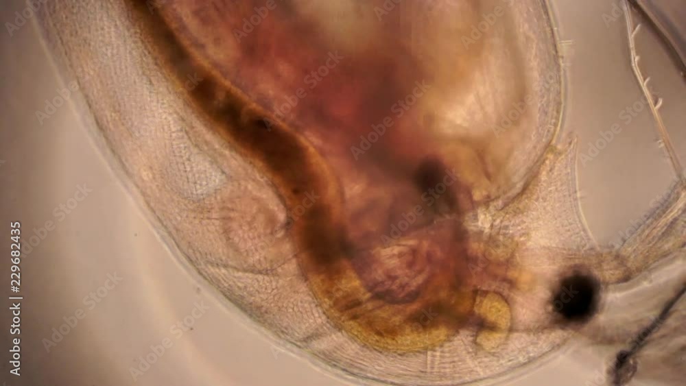 Internal anatomy of the water flea, Daphnia. Microscopic features such as the eye, the beating ...