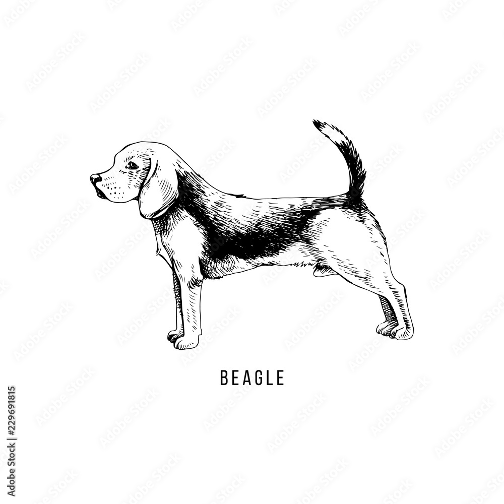 Hand drawn beagle Stock Vector | Adobe Stock