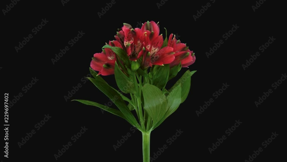 Time-lapse of opening red Peruvian Lilies 1b1 in PNG+ format with ALPHA ...