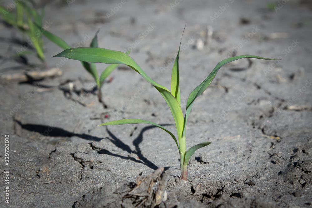 Young Sorghum Plant