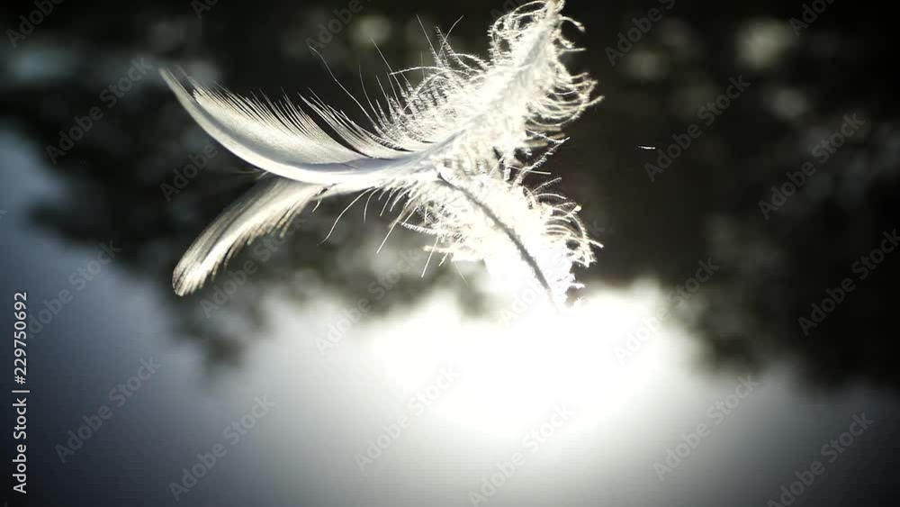 The bird's feather fell on the water surface. Lightness and tenderness ...