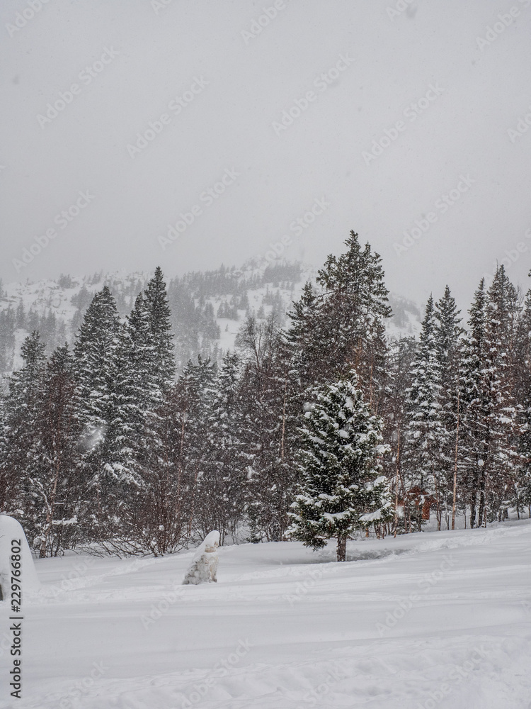 Bad Snow Storm Forest