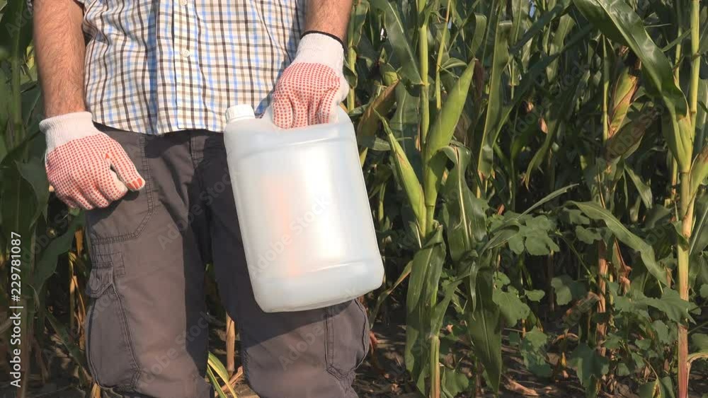Farmer holding pesticide chemical jug in cornfield. Blank unlabeled ...