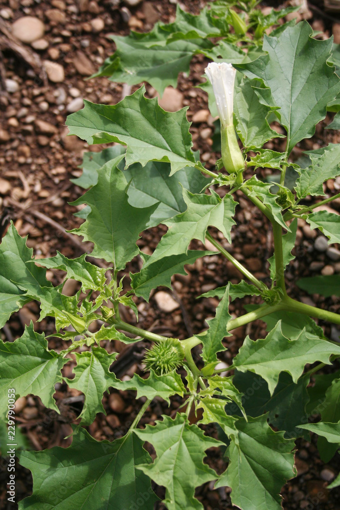Jimson weed with white flowers. Datura stramonium also known as Devil's ...