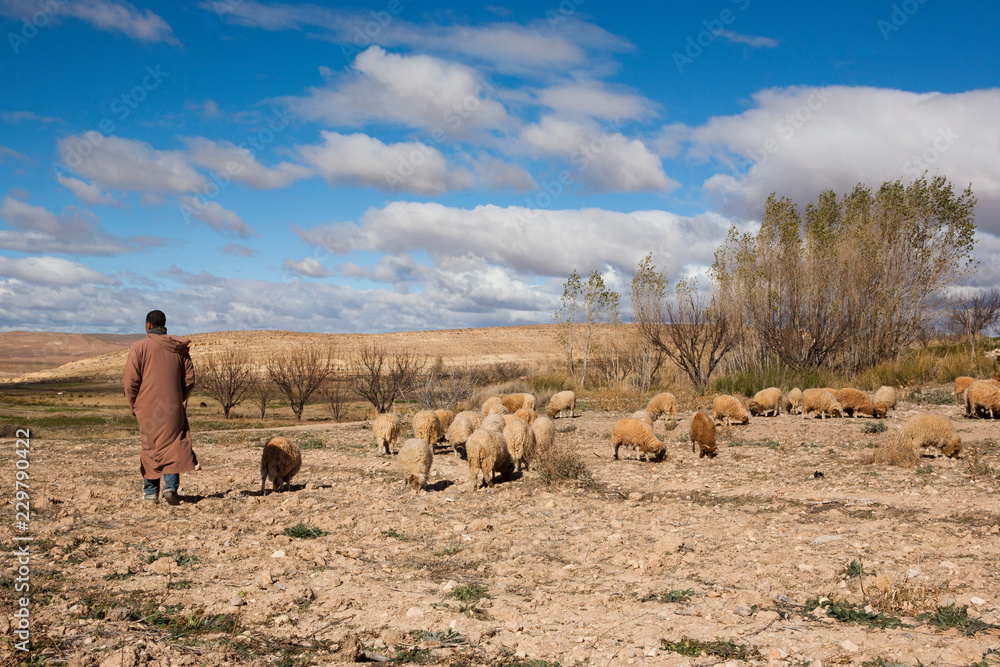 Shepherd with her flock of sheep in the Atlas Mountains, near the city ...