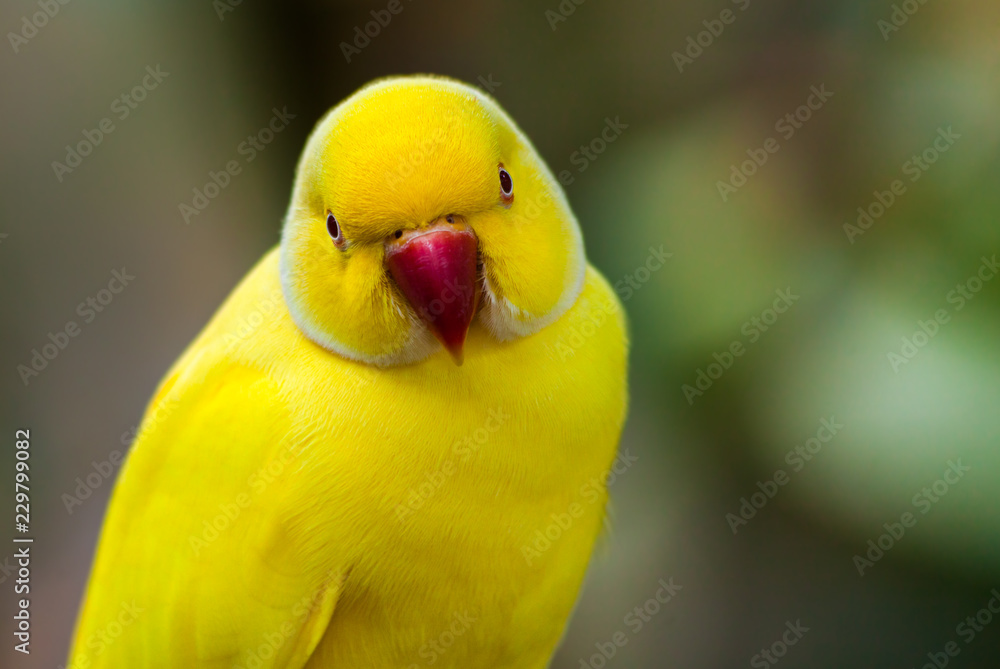 Pure Yellow Parakeet