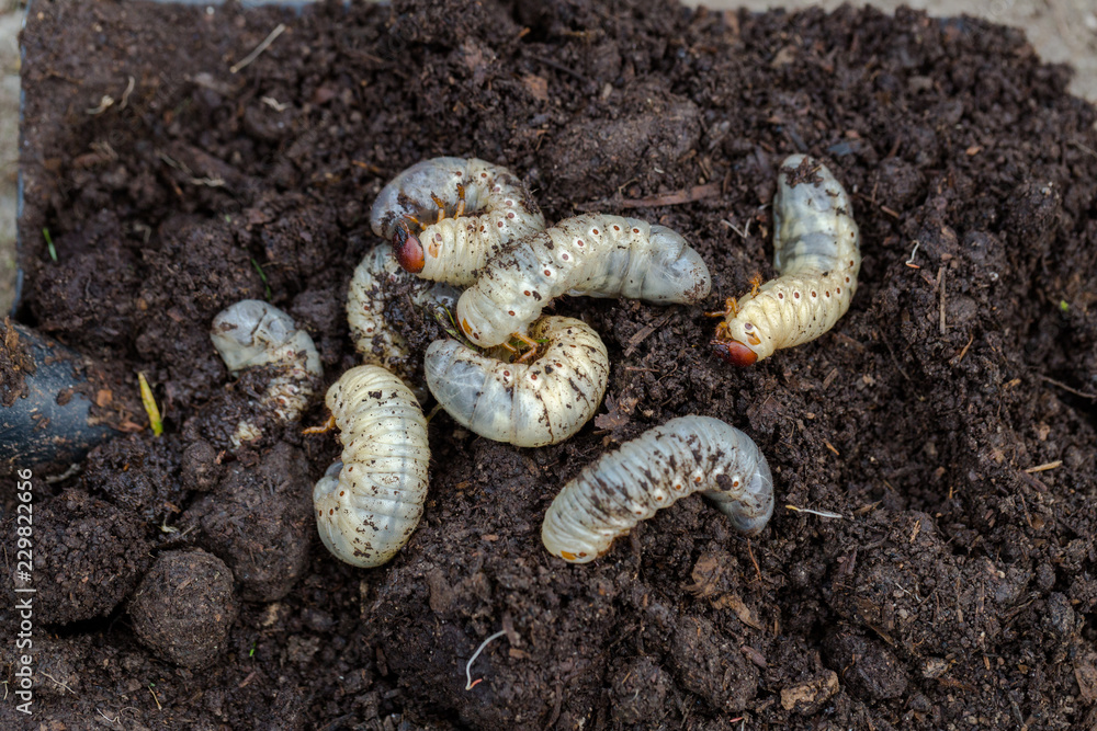 Close up of white grubs burrowing into the soil. The larva of a chafer beetle, sometimes known ...