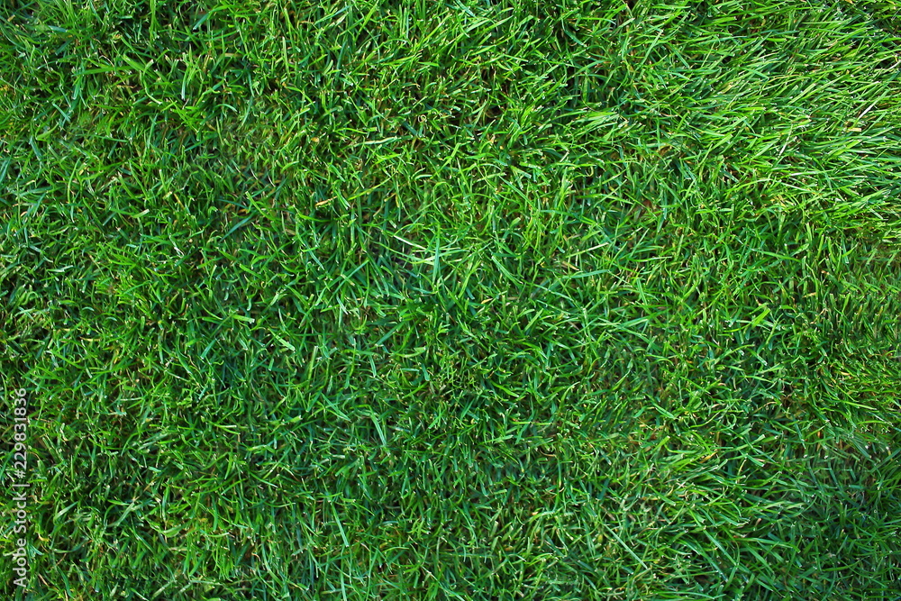 Green short cut grass lawn texture, background Stock Photo | Adobe Stock