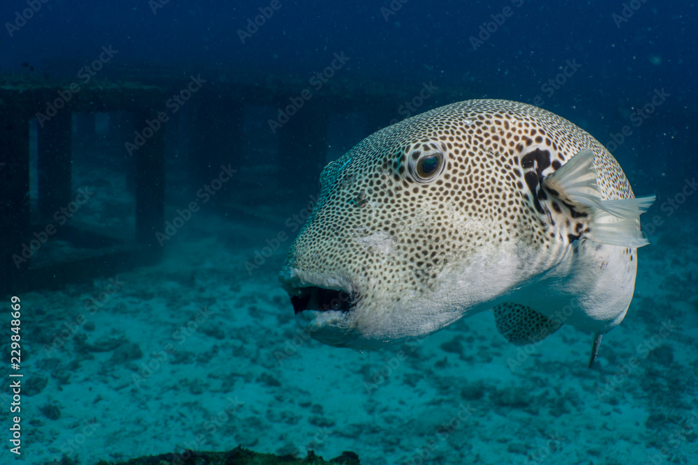 Foto de Giant puffer fish (Arothron stellatus) on Koh tao island, Hin ...