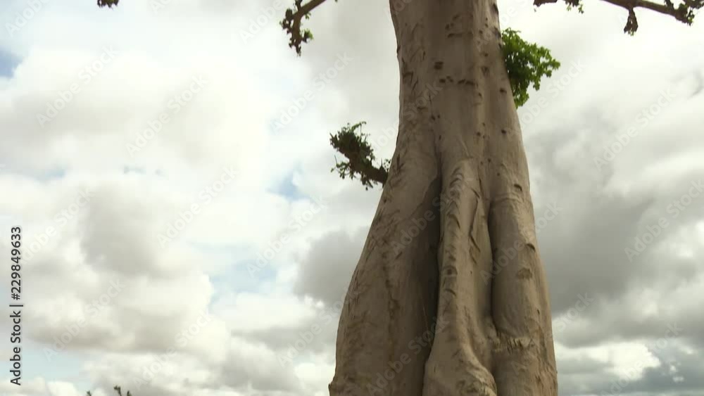 Down vertical pan on a big nice baobab tree in Sénégal. Adansonia is a ...