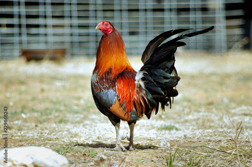 Black Gamefowl Breeds