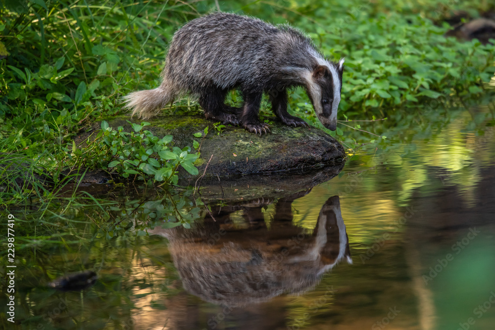 Badger in forest, animal in nature habitat, Germany, Europe. Wild ...