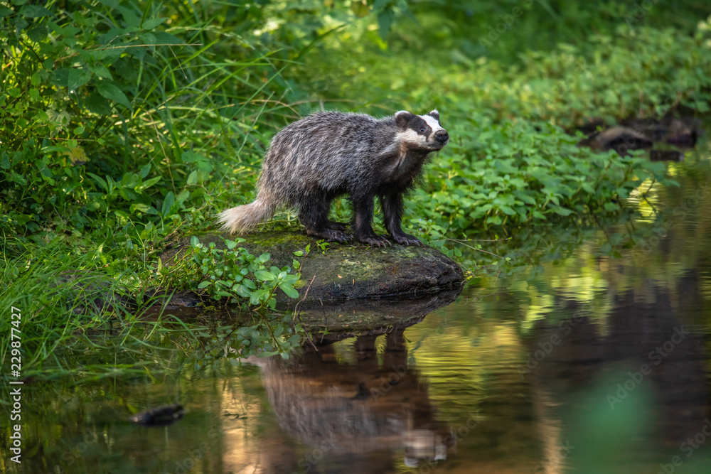 Badger in forest, animal in nature habitat, Germany, Europe. Wild ...