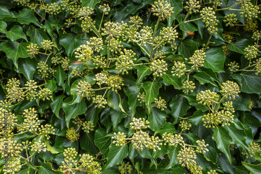 Hedera helix plants. Stock Photo | Adobe Stock