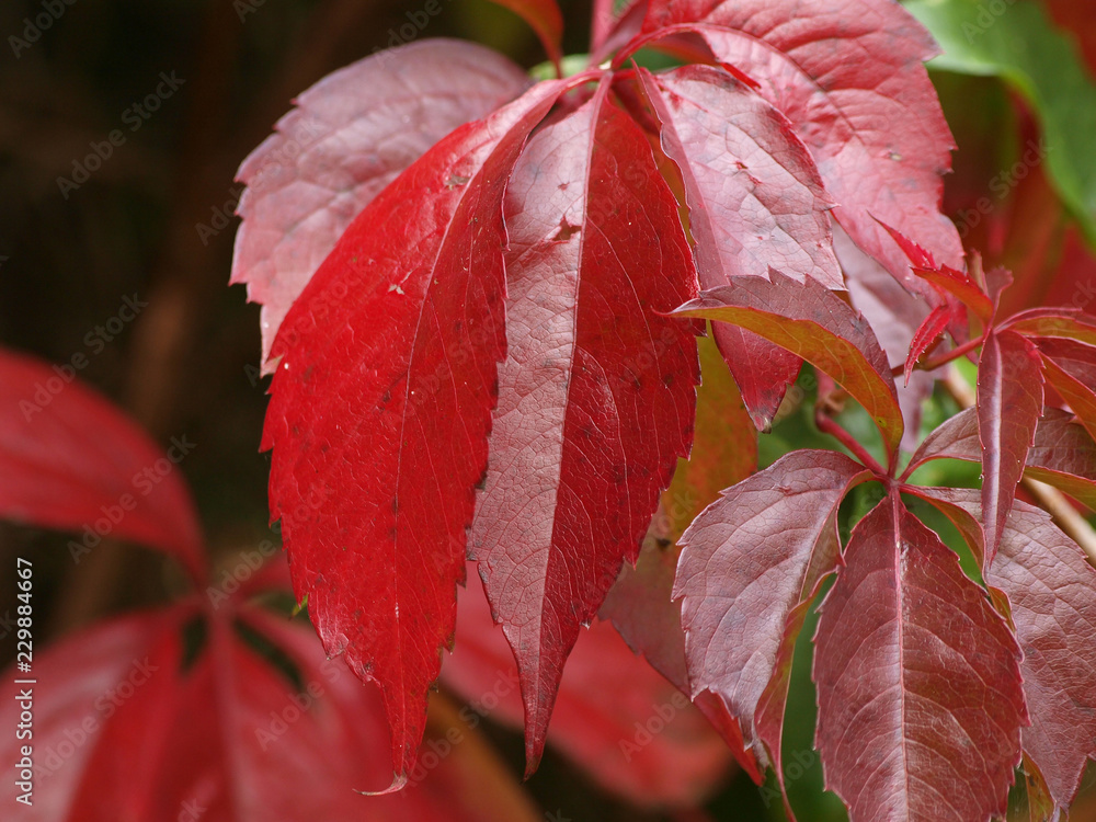 Parthenocissus quinquefolia. Vigne vierge à cinq folioles ou vigne ...