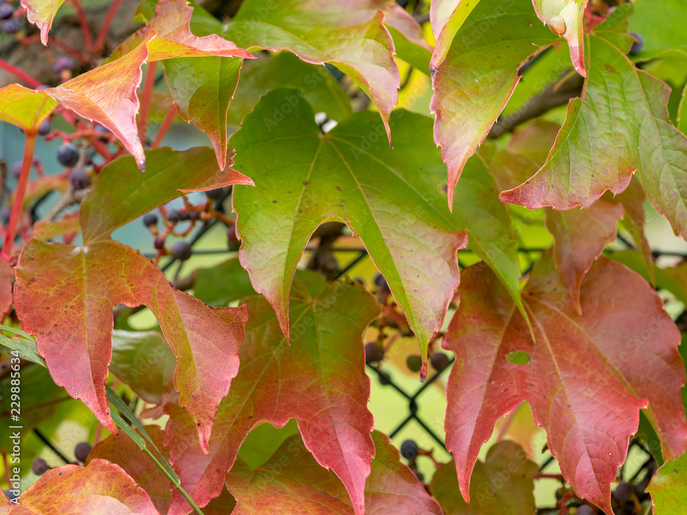 Parthenocissus tricuspidata. Vigne-vierge à trois pointes au feuillage ...