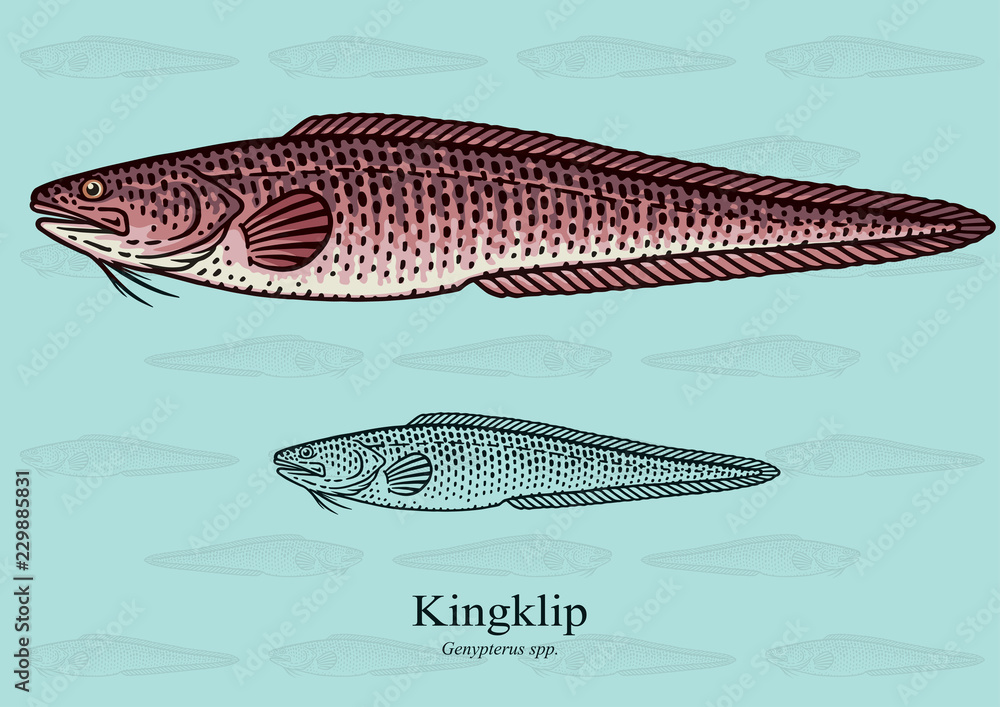 Kingklip. Vector illustration with refined details and optimized stroke ...