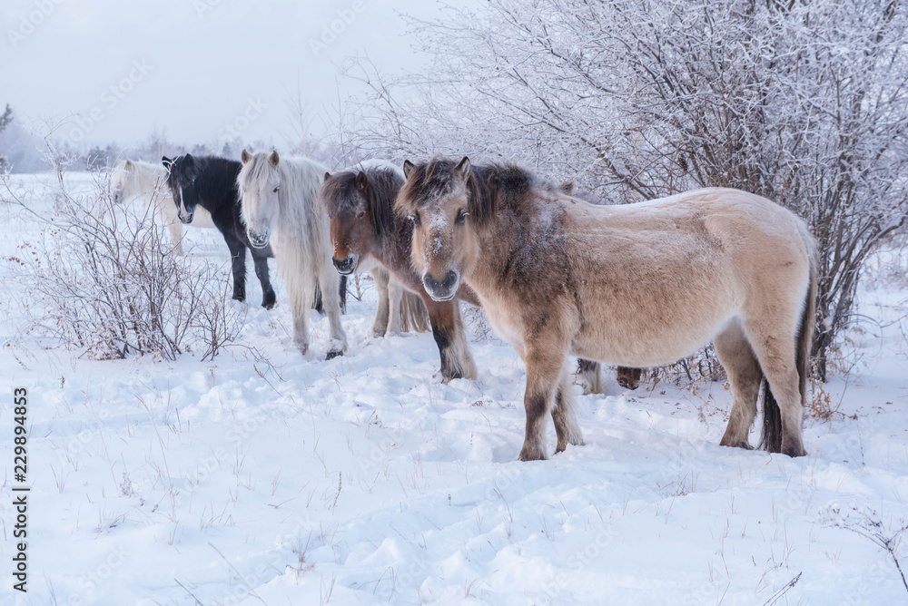 The horses of the Yakut breed (in Yakut - sylgy or Sakha Ata) live ...