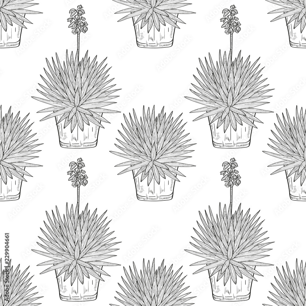 Yucca.Flowering plant. A flower pot. Sketch. Wallpaper, texture ...