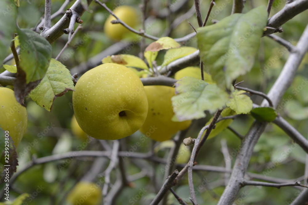 Flowering Quince Fruit