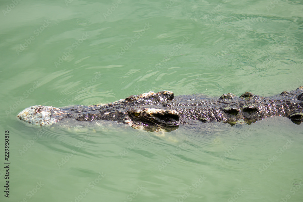 Crocodile in the water, In Pattaya Crocodile Farm and Zoo, Thailand ...