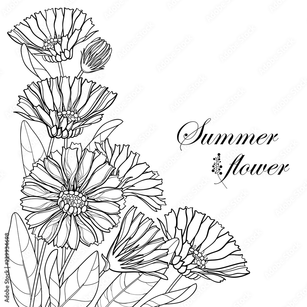 Calendula Officinalis Drawing