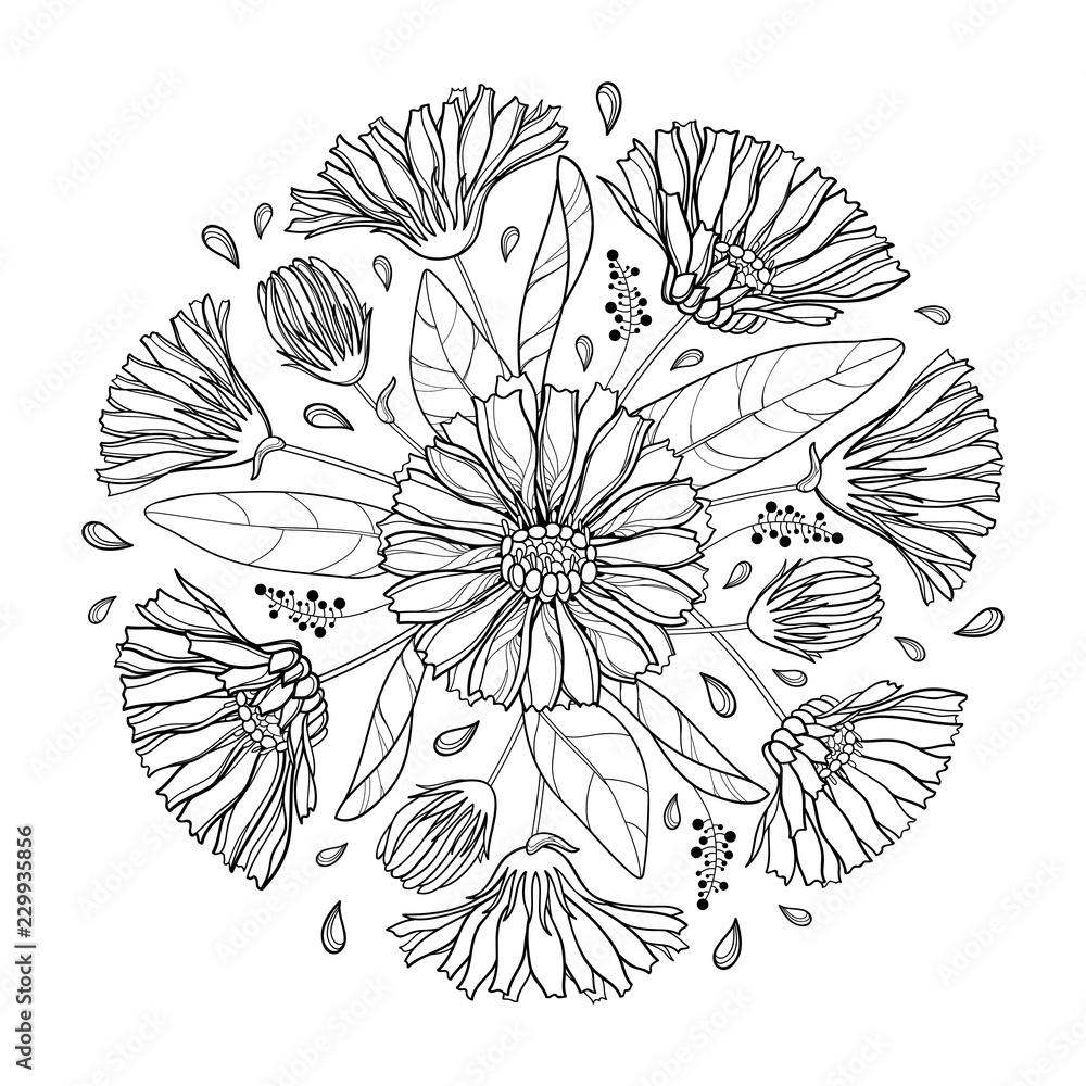 Vector round bouquet of outline Calendula officinalis or pot marigold ...