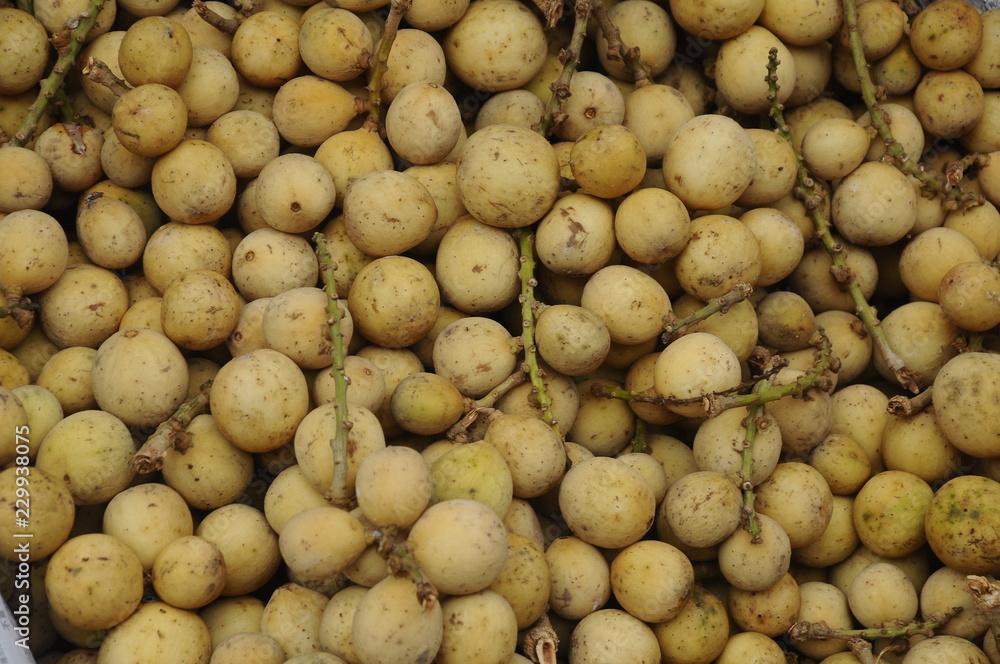 Lansium parasiticum or the scientific mane lansium domesticum, also ...