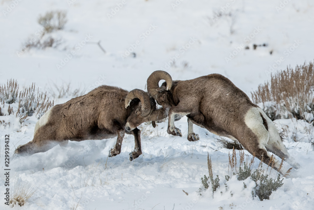 Bighorn Sheep rams in rut butting heads taken in western Wyoming Stock ...