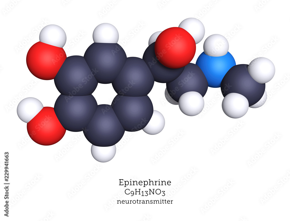 Epinephrine neurotransmitter and hormone shown as a molecular model ...