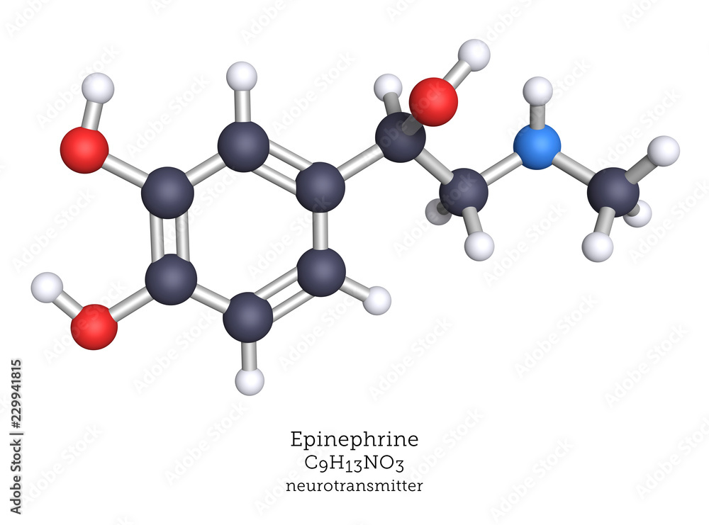Epinephrine neurotransmitter and hormone shown as a molecular model ...