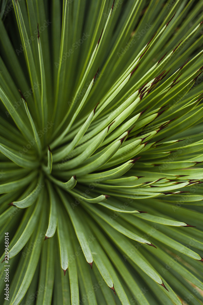 Green spiky textures Stock Photo | Adobe Stock