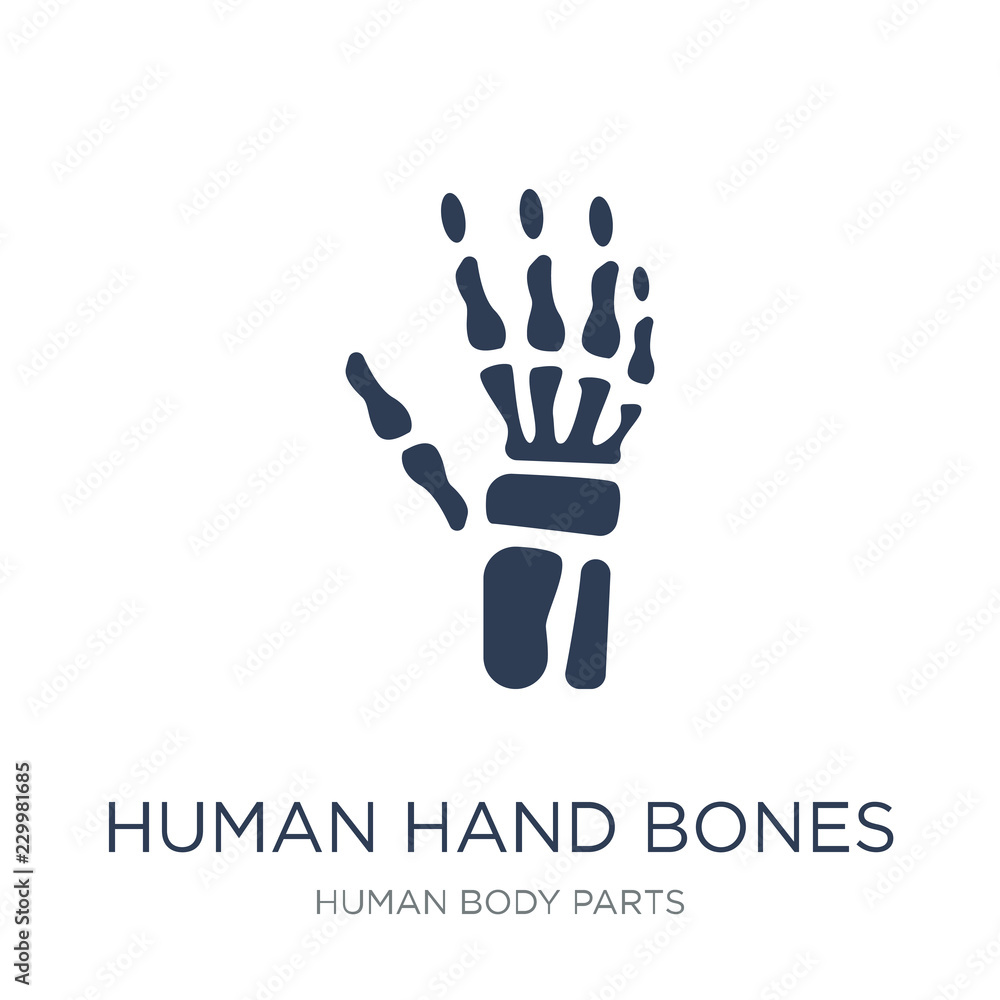 Human hand bones icon. Trendy flat vector Human hand bones icon on ...