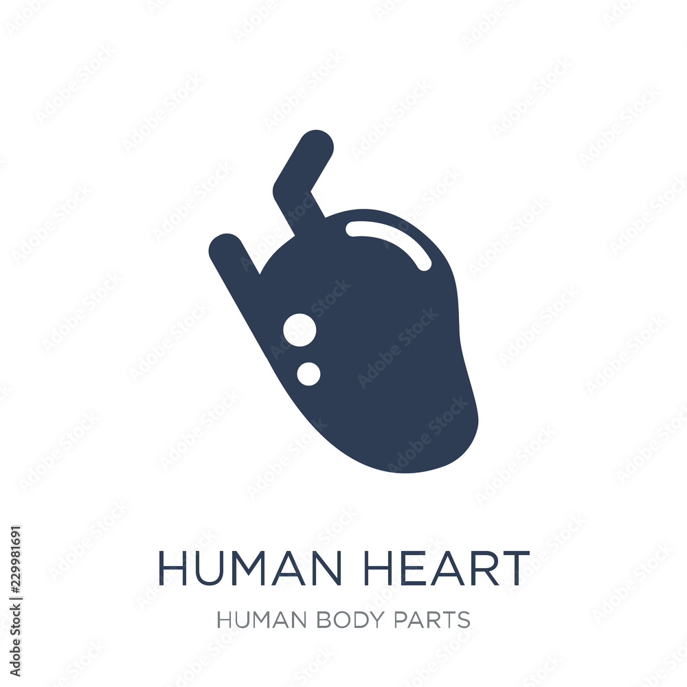 Human Heart icon. Trendy flat vector Human Heart icon on white ...