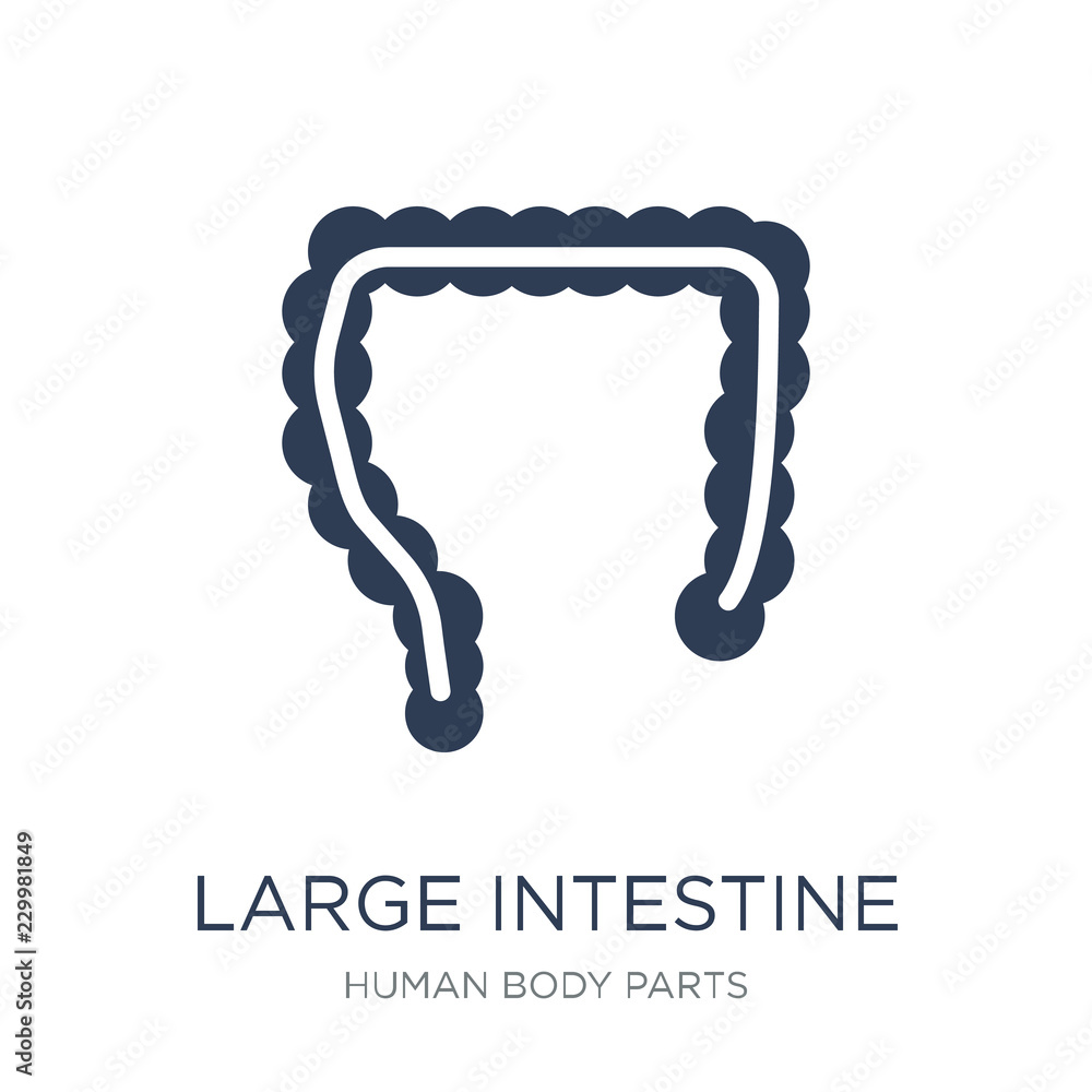 Large Intestine icon. Trendy flat vector Large Intestine icon on white ...
