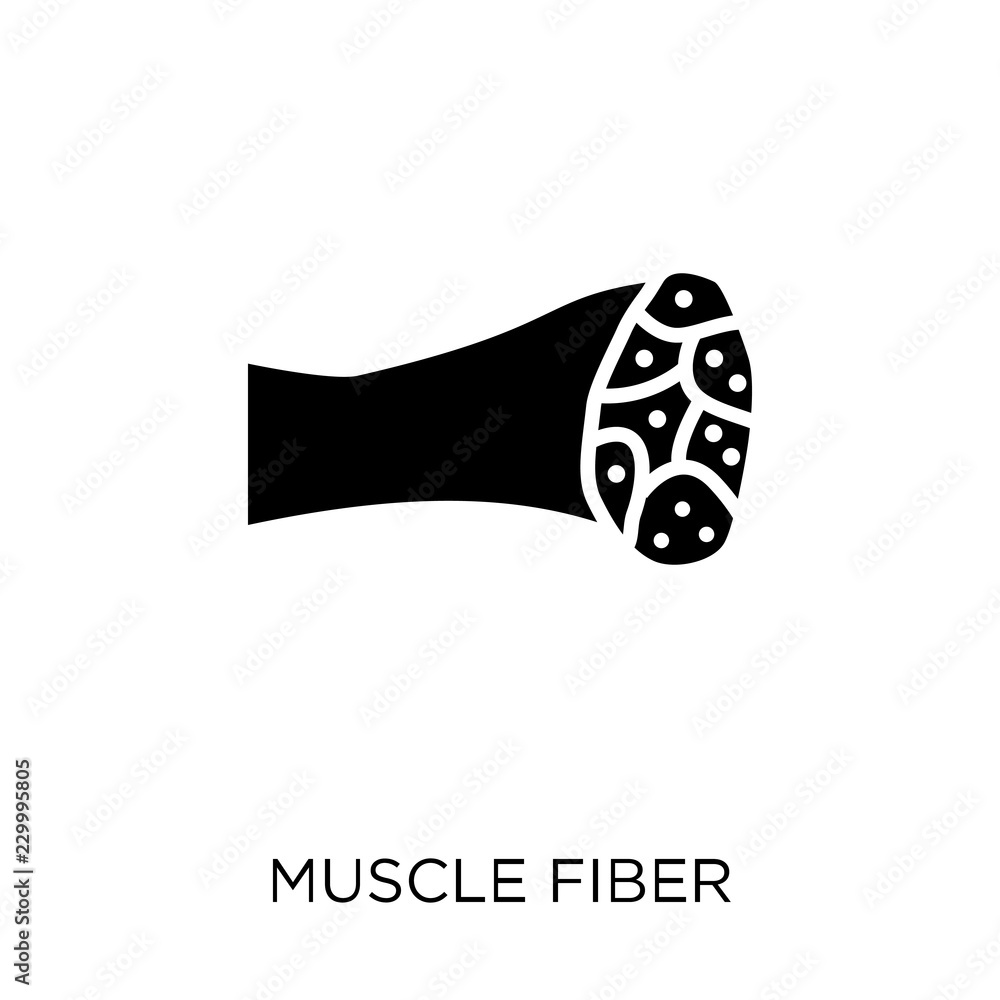 Muscle Fiber Icon