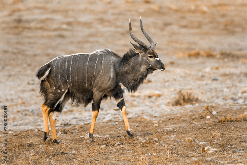 Nyala in Kruger National park, South Africa ; Specie Tragelaphus ...