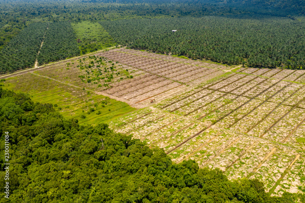 Aerial drone view of large scale deforestation in the rainforest of ...