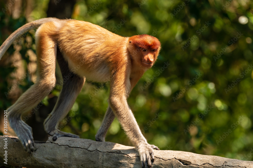 Proboscis Monkeys in the mangroves in Sabah, Borneo Stock Photo | Adobe ...